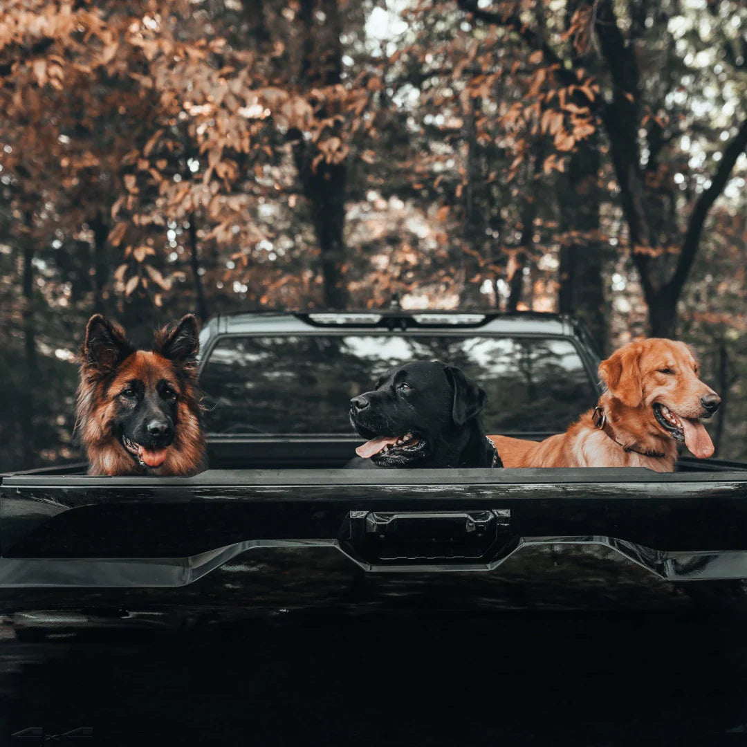 Standard Dog Collars – American Bench Craft